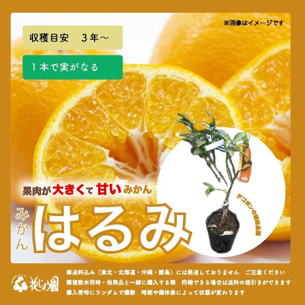 ■送料込み（東北・北海道・沖縄・離島には発送を行っておりません）■店頭でも販売しています　売り切れの際はご容赦ください★特徴きよみとポンカンの交配種で、やわらかな皮で酸味が少なく温州みかんに似ています。きよみは手では剥けない・・・ポンカンは...