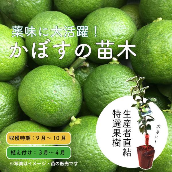 ■送料込み（東北・北海道・沖縄・離島には発送を行っておりません）■店頭でも販売しています　売り切れの際はご容赦ください特選苗★カボス★送料込みささやかな香りと酸味をもつ柑橘、ビタミンCがいっぱいのフルーツです。●高さ：約60cm---検索用...