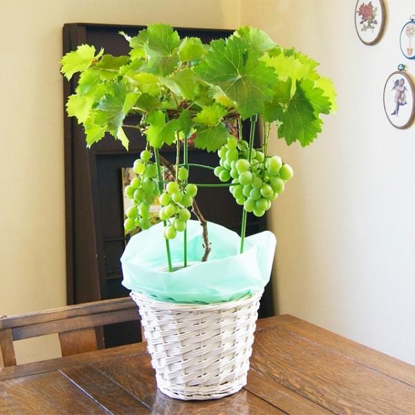 送料無料 葡萄 ぶどう ブドウ 葡萄 鉢植え ギフト お中元 開店祝 誕生日等の贈り物におすすめ