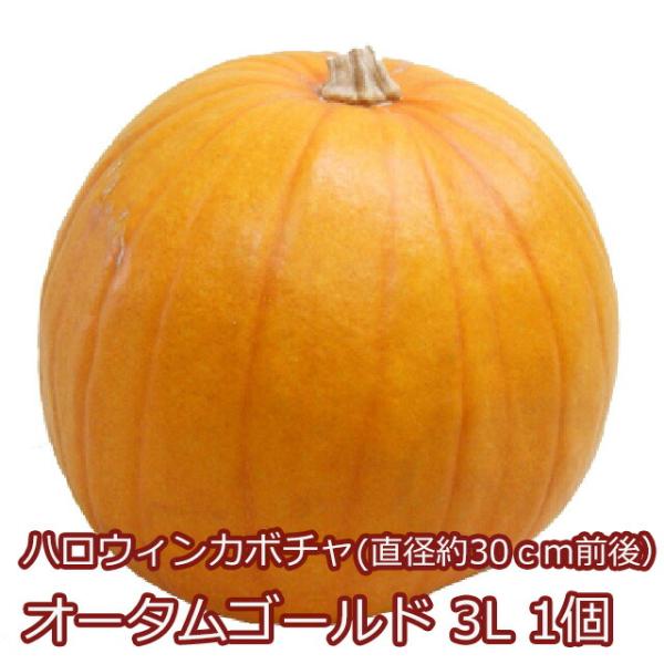ハロウィン かぼちゃ カボチャ 生かぼちゃ 【 オータムゴールド ３L 1個 】 飾り 巨大 置物 装飾 オブジェ パンプキン オーナメント 屋外 玄関 魔女 かぼちゃの馬車 農産物 ポイント消化 100円 300円 500円