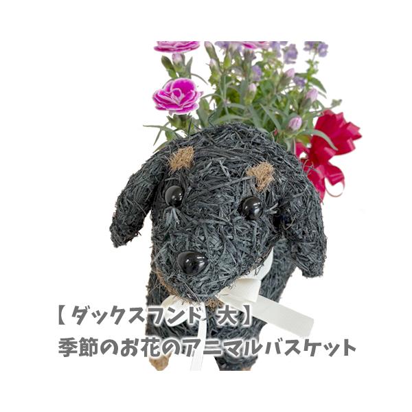 アニマルバスケット ダックスフンド 犬 母の日 父の日 2025 プレゼント結婚記念日 赤 ピンク カーネーション ラベンダー 観葉植物 季節の花 誕生日 動物 寄せ植え 寄せ鉢 鉢植え