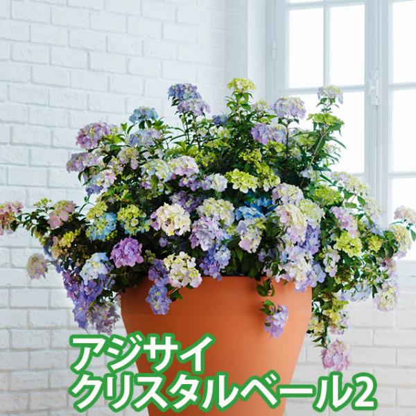 【発売日：2026年05月01日】アジサイ 紫陽花 あじさい 【 アジサイ ラグランジア クリスタルベール２ あじさい 送料無料 鉢植え 紫陽花 】 2026年 母の日 プレゼント ギフト プレゼント  西安 ダンスパーティー 西洋アジサイ...