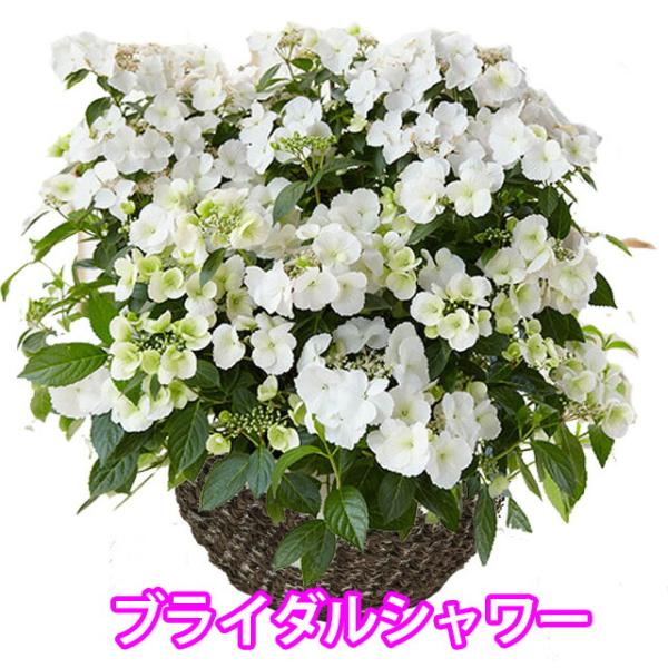 【発売日：2026年05月01日】アジサイ 紫陽花 あじさい 【 アジサイ ラグランジア ブライダルシャワー 大 7寸 あじさい 送料無料 鉢植え 紫陽花 】 2026年 母の日 プレゼント ギフト プレゼント ハイランドジア 西洋アジサイ...