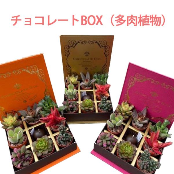 【発売日：2026年01月15日】・チョコレートのような可愛らしいBOXに多肉植物をセットしたギフトです・甘いものが苦手な方へのバレンタイン、ホワイトデーのお返しにおすすめ・誕生日、結婚記念日、ひな祭り、卒業・入学祝い、母の日、敬老の日など...