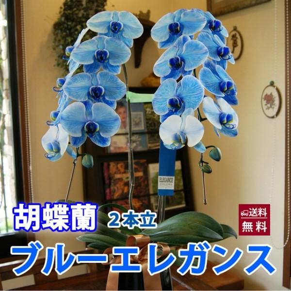 送料無料 青い胡蝶蘭『ブルーエレガンス』２本立