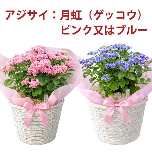 送料無料 2026 母の日 父の日 あじさい アジサイ 紫陽花 月虹 鉢植え プレゼント