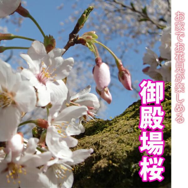 桜 盆栽 さくら サクラ 御殿場桜 ミニ盆栽 ギフト プレゼント ひな祭り 桃の節句 ホワイトデー 卒業 入学 送別 お供え 誕生日 結婚記念日あさひやま 陶器鉢 コケ玉 送料無料 鉢植え 苗木 さくら 室内 しだれ桜 桜の木 おしゃれ 盆...