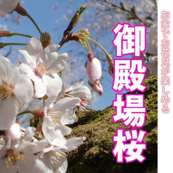 桜 盆栽 さくら サクラ 御殿場桜 ミニ盆栽 ギフト プレゼント ひな祭り 桃の節句 ホワイトデー 卒業 入学 送別 お供え 誕生日 結婚記念日あさひやま 陶器鉢 コケ玉 送料無料 鉢植え 苗木 さくら 室内 しだれ桜 桜の木 おしゃれ 盆...