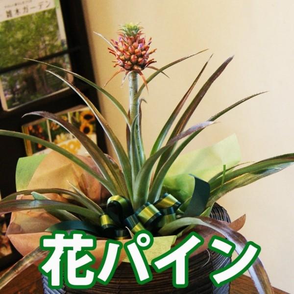 送料無料 パイナップルの鉢植えギフト お中元 誕生日や結婚記念日のフラワーギフトにもおすすめ 送料無料で全国発送 ネット通販花屋