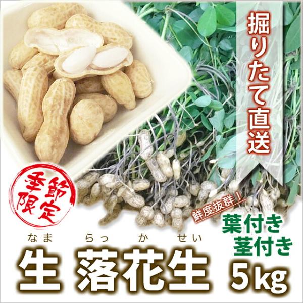 【発売日：2026年09月20日】生落花生 落花生 生 山形産 品種おまかせ 5kg 殻付き 葉付 おおまさり 郷の香 ピーナッツ 生 通販物