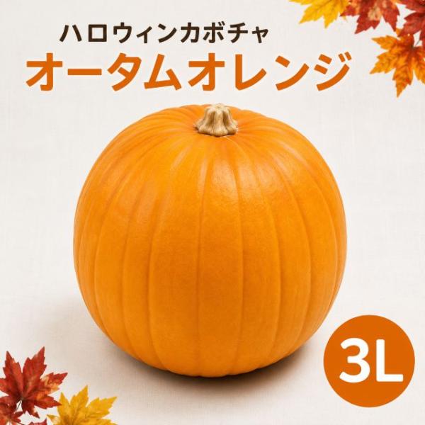 北海道・北空知産の本物のハロウィンカボチャ「オータムオレンジ」です。鮮やかなオレンジ色と、ハロウィンらしい丸みのある姿が特徴。3Lサイズ・直径約25cm前後の生かぼちゃを1個お届けします。玄関やリビングのハロウィン飾りはもちろん、店舗、カフ...