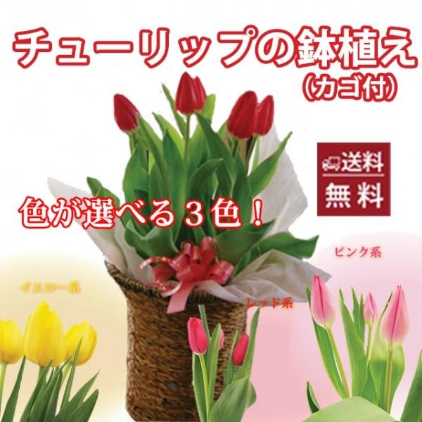 【発売日：2026年01月10日】送料無料 色が選べる チューリップの鉢植え 5寸チューリップの色が選べる：赤系・ピンク系用途：誕生日 結婚記念日 敬老の日 等のフラワーギフト発送に関して：ご注文後在庫があれば即日発したします。（ＰＭ３時ま...