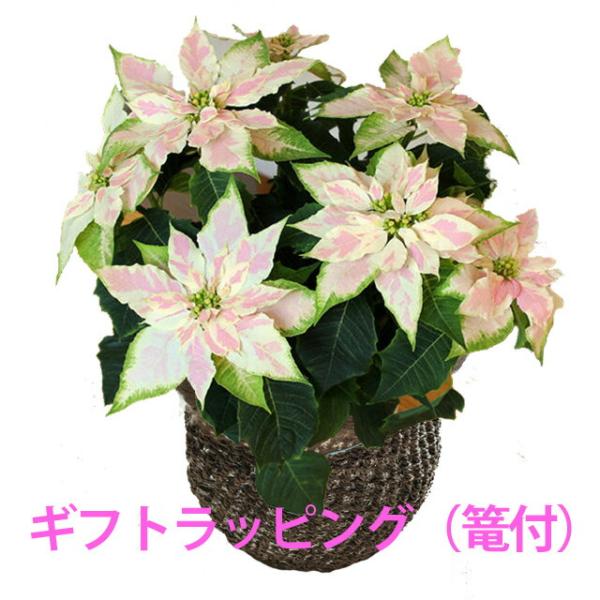 プリンセチア ポインセチア サントリー ロゼマーブル ５寸 かご入り 新品種 送料無料 鉢 生花 クリスマス 花ギフト 鉢植え 寄せ植え 飾り 冬 花 造花 苗 シクラメン クリスマスツリー クリスマス お歳暮 いい夫婦の日