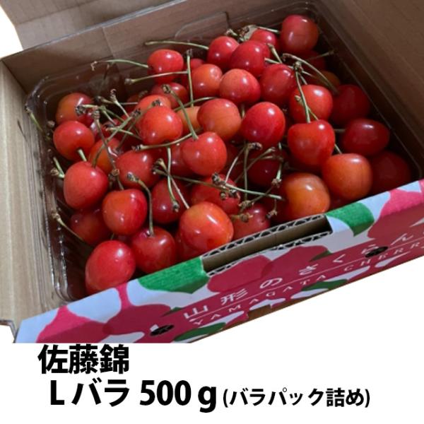 【発売日：2026年06月10日】さくらんぼ 2025年 佐藤錦 L バラパック詰め 500ｇ 佐藤錦 山形 贈答 ギフト 送料無料 手詰め 並べ詰め プレゼント チェリー お中元 サクランボ 時期 さくらんぼ佐藤錦 予約 1kg さくらん...