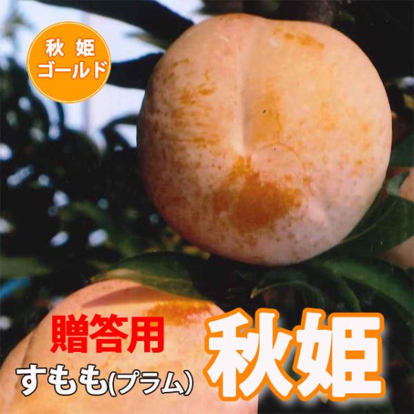 【発売日：2027年09月01日】送料無料 贈答品 すもも 秋姫 秀品 1.25ｋｇ 7個〜10個入り 満杯詰