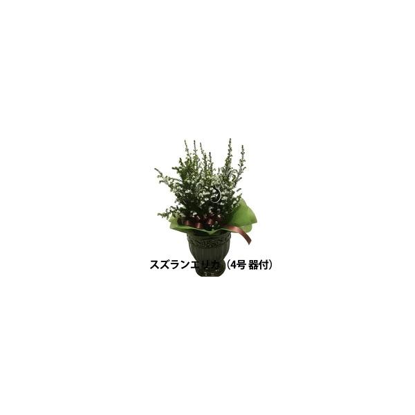 エリカ 鉢 スズランエリカ 【 陶器鉢セット 鉢植え（ 3.5号サイズ ）】 誕生日 結婚記念日 ホワイトデー ホワイトデー お歳暮 クリスマス ギフト 育て方 山梨 通販 値段 販売 クリスマスエリカ ポイント消化 100円 300円 5...