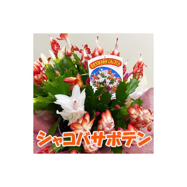 【発売日：2026年09月01日】シャコバサボテン 鉢植え 花 鉢 【 シャコバサボテン ５寸 篭付き 】 敬老の日 誕生日 結婚記念日 カニサボテン カニハサボテン カニバサボテン サボテン カニ シャコバ シャコハ カニバ 育て方 植え...
