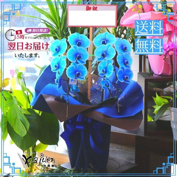 胡蝶蘭エレガンスシリーズは、新たな技術の染色による胡蝶蘭です。青色の花弁で個性的なイメージ。ラッピングにも、とことんこだわりお洒落で上品にラッピング致します。大輪系の胡蝶蘭でだいたい18輪以上お花が付いています。言葉では照れくさい想いをきっ...