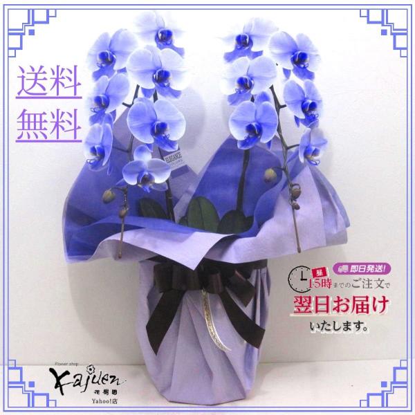 胡蝶蘭エレガンスシリーズは、新たな技術の染色による胡蝶蘭です。紫色の花弁で上品なイメージ。ラッピングにも、とことんこだわりお洒落で上品にラッピング致します。大輪系の胡蝶蘭でだいたい18輪以上お花が付いています。言葉では照れくさい想いをきっと...