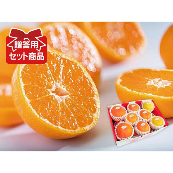 のま果樹園直営のフルーツ専門店・フルーツギフト＆ジュースバー「noma-noma」の店長が厳選した「愛媛の柑橘＆柑橘加工品」を詰め合わせました。旬の柑橘の中から金額に合わて誠心誠意「果物のプロの目」で目利きした商品ですので、自信をもってお届...