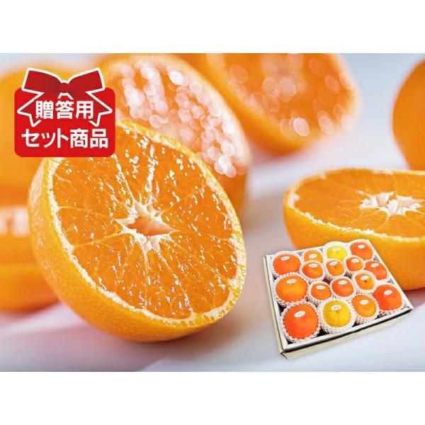 のま果樹園直営のフルーツ専門店・フルーツギフト＆ジュースバー「noma-noma」の店長が厳選した「愛媛の柑橘＆柑橘加工品」を詰め合わせました。旬の柑橘の中から金額に合わて誠心誠意「果物のプロの目」で目利きした商品ですので、自信をもってお届...