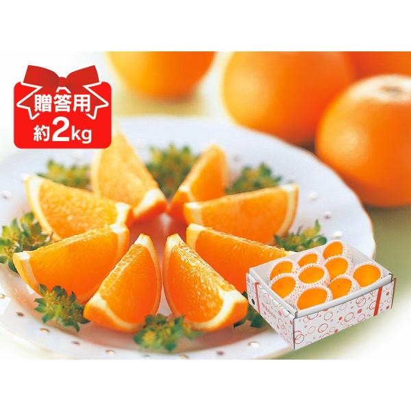 4月〜6月にかけて、１番人気の柑橘「清見タンゴール」！ほっぺたが落ちそうな「果肉のぷるぷる感」に加えて、「滴り落ちるほどのたっぷり果汁」、そして、「オレンジの香り」がたまらない柑橘！その中でも一つ一つ手作業で並べて詰め合わせました、見た目に...