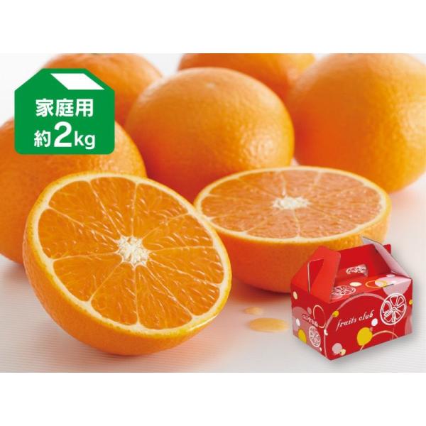 4月〜6月にかけて、１番人気の柑橘「清見タンゴール」！ほっぺたが落ちそうな「果肉のぷるぷる感」に加えて、「滴り落ちるほどのたっぷり果汁」、そして、「オレンジの香り」がたまらない！まさにみかんとオレンジのいいとこどりで、酸味が少なくて風味も良...