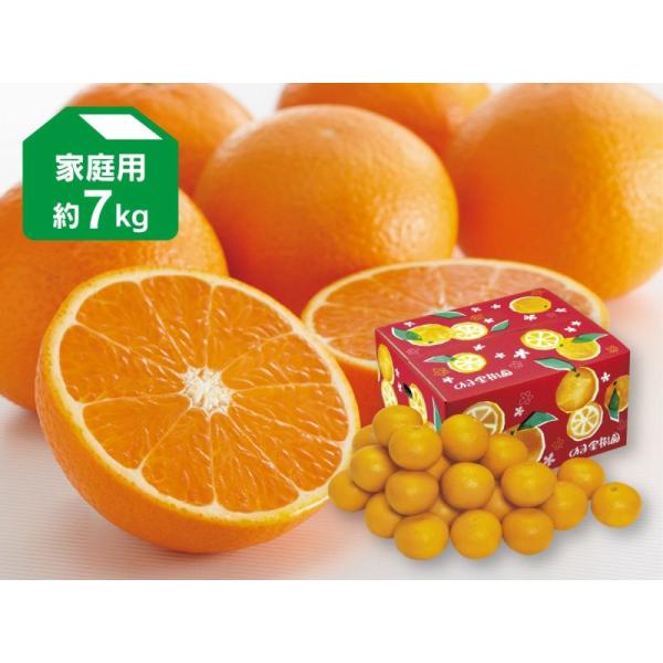 4月〜6月にかけて、１番人気の柑橘「清見タンゴール」！ほっぺたが落ちそうな「果肉のぷるぷる感」に加えて、「滴り落ちるほどのたっぷり果汁」、そして、「オレンジの香り」がたまらない！まさにみかんとオレンジのいいとこどりで、酸味が少なくて風味も良...