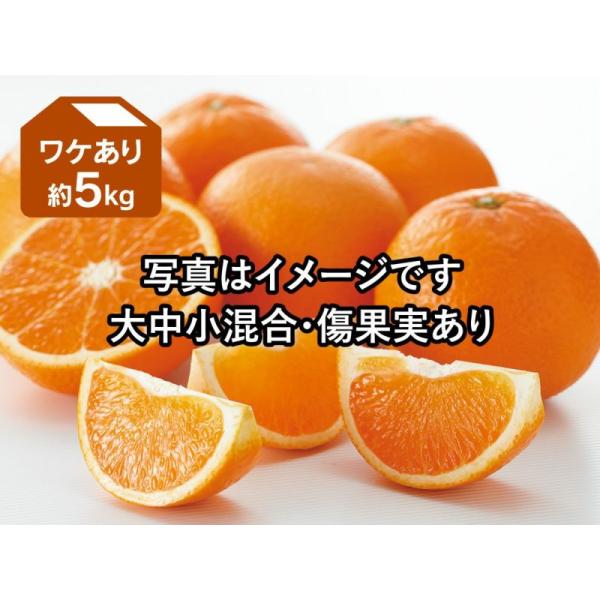 【発売日：2026年04月05日】4月〜6月にかけて、１番人気の柑橘「清見タンゴール」！ほっぺたが落ちそうな「果肉のぷるぷる感」に加えて、「滴り落ちるほどのたっぷり果汁」、そして、「オレンジの香り」がたまらない！まさにみかんとオレンジのいい...
