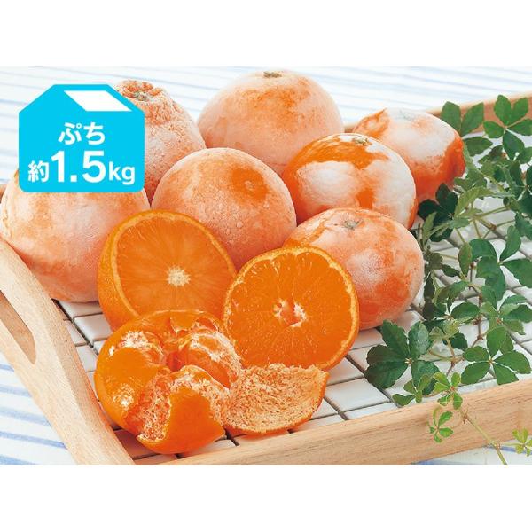 柑橘専門店が研究を重ねて創り上げた天然のスイーツです♪完熟のピークをみかん職人が見極め、その美味しさを-30℃で瞬間冷凍し、高級柑橘の甘さとジューシーさをそのまま閉じ込めた自然のシャーベット、冷凍みかんです。今回、小玉サイズのみを詰めあわせ...