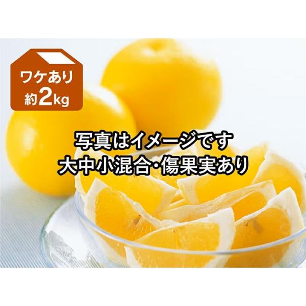 【発売日：2026年05月09日】ふわふわの白いわたごとカットしてパクッ！甘酸っぱい爽やかな果汁が、口の中にあふれだします。柑橘の皮を剥いた後、実のまわりにある白いわたの部分（アルベド）を取り除いて食べていませんか？そんな「白い部分」が苦手...