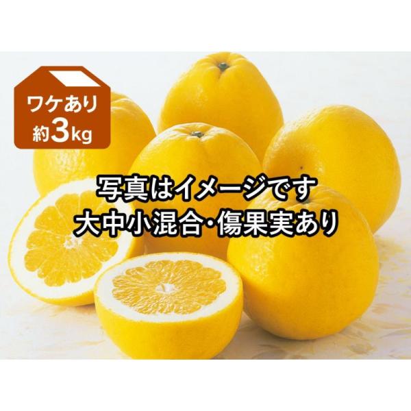 ■グレープフルーツ風味の美味しさが溢れる「河内晩柑（ジューシーオレンジ）」。爽快な香り漂うたっぷりの果汁が「ジューシーオレンジ」と呼ばれる所以です。外側は、黄色くて酸っぱそうなイメージをもたれるかもしれませんが、プルプルの果肉は酸味が少なく...