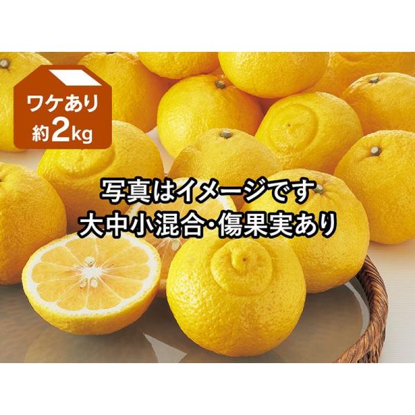 【発売日：2026年02月09日】まろやかな甘さに、柔らかい果肉♪そのレモンのような見た目に反して、酸味が少なく、爽やかな香りで春の訪れを感じさせてくれます。ゴツゴツとした、酸っぱそうな皮からは想像もできない上品な甘さを、是非一度味わってみ...