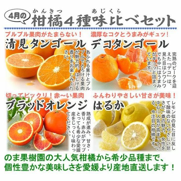 ■商品名:4月の柑橘4種味比べ「プチ」セット■内容量：4種合計2kg、清美タンゴール約500g、デコタンゴール約500g、ブラッドオレンジ約500g、はるか約500g、■品格:家庭用(バラ詰めだからお徳にお届け。ご自宅や親しい方への贈り物に...