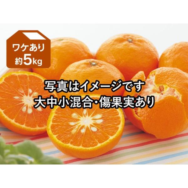 【発売日：2026年05月09日】カラマンダリンってどんな柑橘？「カラマンダリン」は、カリフォルニア大学のフロスト博士が、1915年（大正4年）に尾張系温州にキングマンダリンを交配し、育成した品種であり、1935年に命名、発表されました。当...