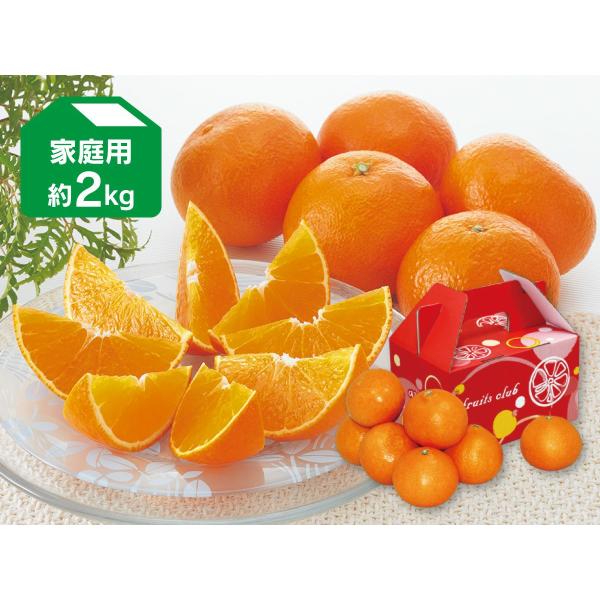 【発売日：2025年12月08日】「媛（ひめ）まどんな」は「南香（なんこう）」と「天草（あまくさ）」という品種の柑橘の掛け合わせで生まれた品種で正式名称は「愛媛果試第２８号」。（「媛まどんな」はのま果樹園の登録商標、「紅(べに)まどんな」は...