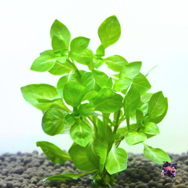 セット内容 水上葉5本 7cm程度※水上葉でのお届けとなります。水中に沈めて育成する場合、水上で育っていた葉は溶けて水中育成に適した新芽が展開していきます。水上葉は鮮やかな緑色、水中葉は黄緑に近い色の水草です、育成が容易な種類。 葉が大きい...