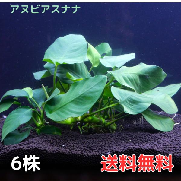アヌビアスナナ送料無料　セット内容6株12葉前後がおおよその目安となります。3枚目の画像をご確認ください。輸送に伴う傷がある場合があります。輸入水草のため、残留農薬の恐れがあります。※画像はイメージです。育成状態によりサイズや葉数、色、量等...