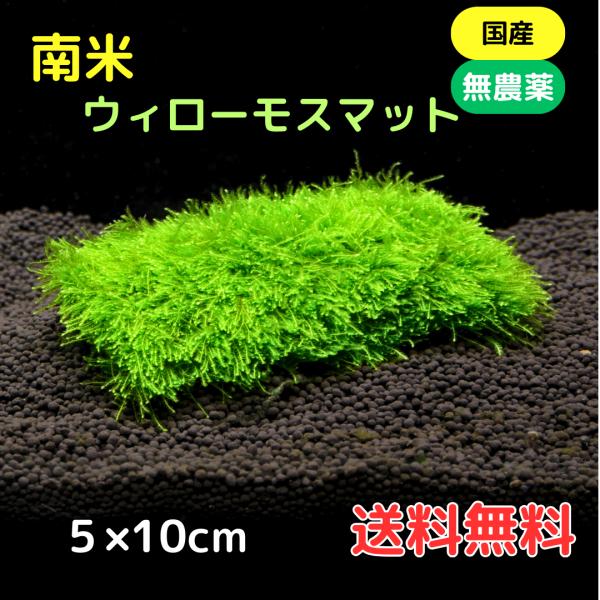 南米ウィローモスマット　育成済です。１個約５×10cm無農薬水草になります。自社で栽培されており、農薬の恐れのある輸入水草とは分けて管理しているため、安心してお使いいただけます。※画像はイメージです。育成状態によりサイズや葉数、色、量等が画...