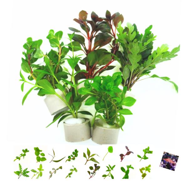 水上葉5種、ホワイトリング付き。 水草の種類により大きさは変わります。長さ4〜15cm程度。種類により1リングあたり3〜5本程度。農薬不使用です。◎数ある水草の中から育成が難しくない物をお選びします。おまかせセットですので、水草の指定、色の...