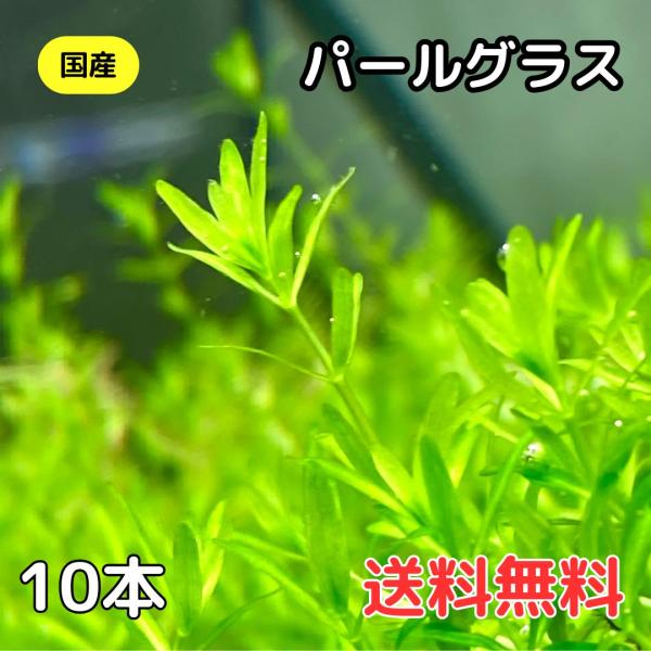 セット内容10本、5cm程度3枚目の画像をご確認ください。無農薬水草になります。自社で栽培されており、農薬の恐れのある輸入水草とは分けて管理しているため、安心してお使いいただけます。※画像はイメージです。育成状態によりサイズや葉数、色、量等...