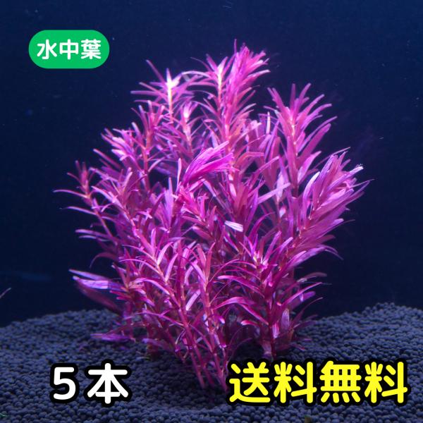 セット内容5本、7cm程度画像をご確認ください。ロトンディフォリアの一種でロタラレディッシュと呼ばれる場合もあります。無農薬水草になります。自社で栽培されており、農薬の恐れのある輸入水草とは分けて管理しているため、安心してお使いいただけます...