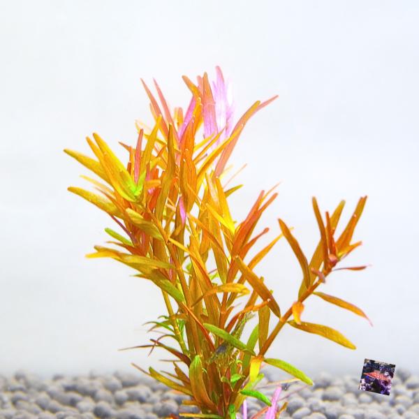 セット内容5本、7cm程度画像をご確認ください。ロタラレディッシュよりも自然な色で、オレンジに近い色になります。水景には馴染みやすい色合いです。無農薬水草になります。自社で栽培されており、農薬の恐れのある輸入水草とは分けて管理しているため、...