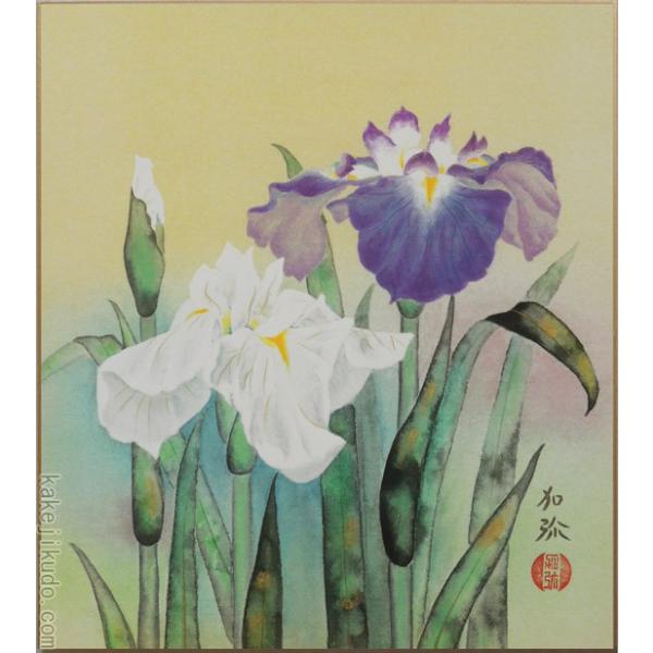 【画　題】高級色紙「菖蒲」加弥（色紙絵）送料無料【解　説】色紙の縦横25cm程のわずかなスペースの中に、四季折々の花や鳥、日本の風情・情緒が、見事に描かれています。春夏秋冬、季節がめぐる度に、お気に入りの色紙をお選びいただき、ご自宅で季節の...