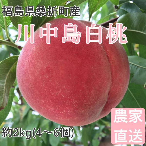【発売日：2026年08月05日】※2025年から箱を変更しています。■商品特徴・「川中島白桃」は、昔から長く人気のある品種で硬めです。・1玉ずつフルーツキャップで梱包します。特秀品に相当しギフトにおすすめです。・納品書、領収書等は同封いた...