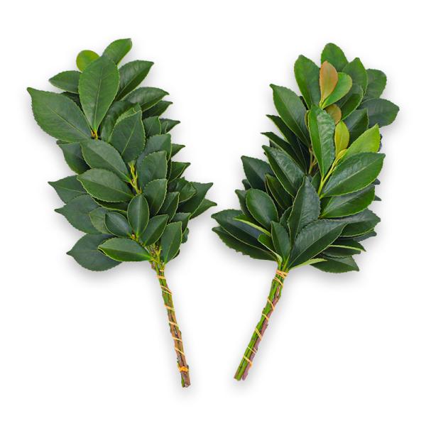 ◆配送について◆八丈榊の配送はゆうパケット（メール便）配送のみとなります。生ものの為、より新鮮な状態での配達を心がけており、配達日時の指定ができません事予めご了承ください。神棚、神具類と同時購入いただいた際にもメール便で別便にてお送りさせて...