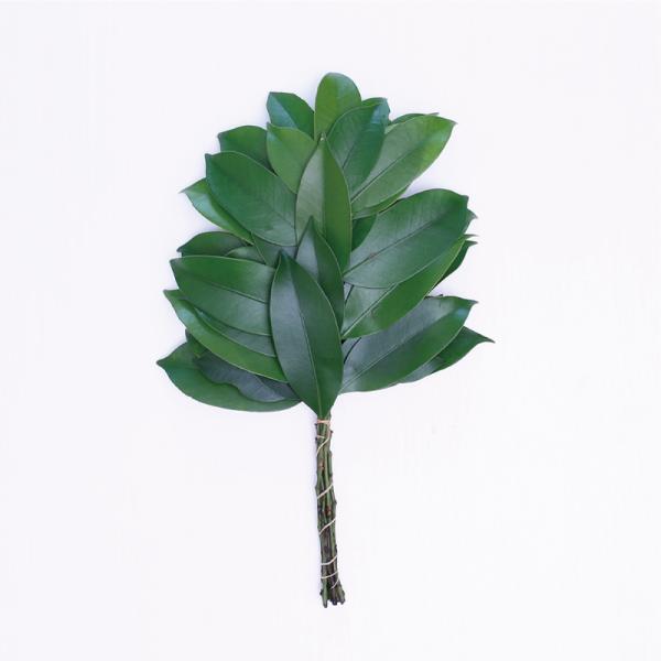 ● 商品情報紀州　国産本榊1本● サイズ外寸：約38(高)-16(巾)cm生の榊を使用しておりますので個々にサイズが異なります。※1房でのお届けとなります。● 素材和歌山県産　本榊● お取り扱いについて◎神棚の榊を取り換える時期毎月１日、１...