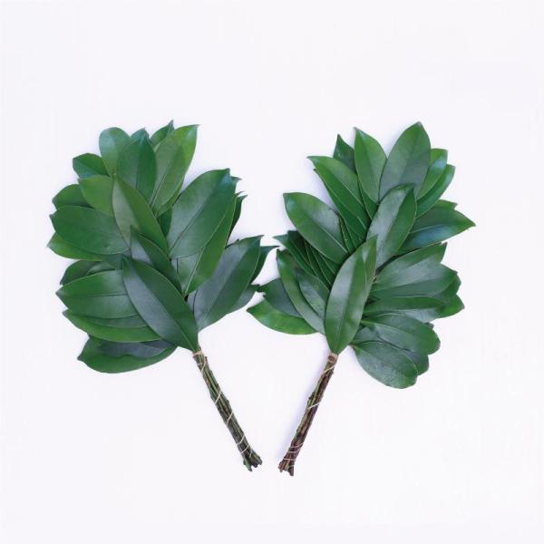 ● 商品情報紀州　国産本榊2本● サイズ外寸：約38(高)-16(巾)cm生の榊を使用しておりますので個々にサイズが異なります。※2房でのお届けとなります。● 素材和歌山県産　本榊● お取り扱いについて◎神棚の榊を取り換える時期毎月１日、１...