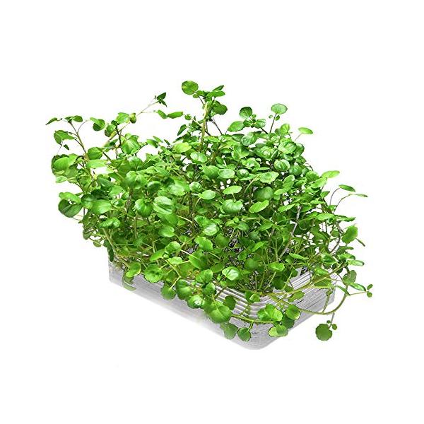 土を使わず、お水と液体肥料で育てる水耕栽培キット　サイズ：22*15*6cm栽培ケース 1個 、栽培トレイ 1個 、培地シートM スリット付2枚 2回分 、液体肥料 30cc 、ネームプレート 1枚 、種子 クレソン 約2回分 、ピンセット...