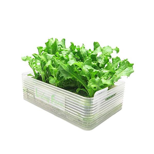 土を使わず、お水と液体肥料で育てる水耕栽培キット　サイズ：22*15*6cm栽培ケース 1個 、栽培トレイ 1個 、培地シートM スリット付2枚 2回分 、液体肥料 30cc 、ネームプレート 1枚 、種子 ベビーエンダイブ 約2回分 、ピ...